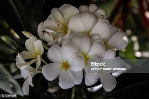 녹색 잎 배경에 흰색 깃털 프랑기파니 꽃 그룹 태국 아름답고 멋진 꽃 0명에 대한 스톡 사진 및 기타 이미지 0명 개화기