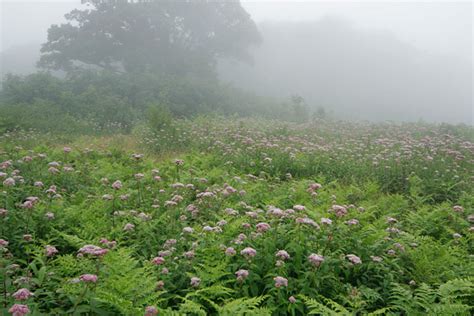 ヨツバヒヨドリ 山地 深山に群生 秋の山野草 無料写真素材 画像1花ざかりの森