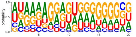 Nucleotide Frequency Of Novel Mirnas Download Scientific Diagram