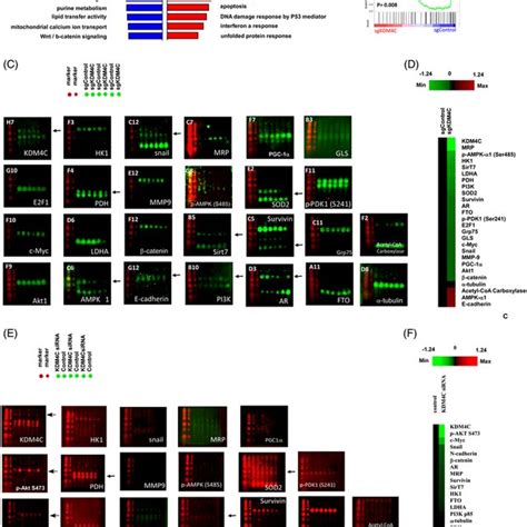 Gene Set Enrichment Analysis Gsea Analysis And Micro‐western Array Download Scientific