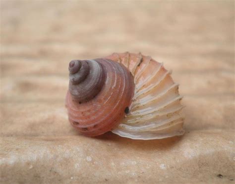 Best Images About Shells By The Sea On Pinterest