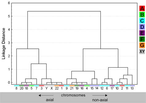 Chromosomal Arrangement According To Axial And Non Axial In A