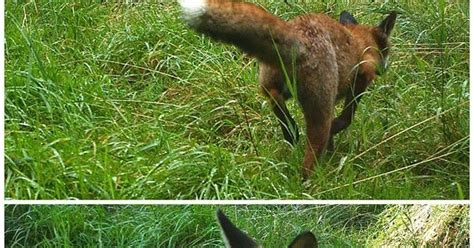 NestBoxTech Part How To Make Your Own Raspberry Pi Trail Camera PiTrailCam Design Brief