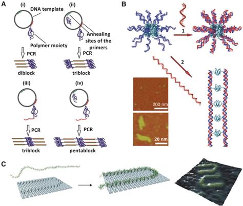 Synthesis Of Dna Block Copolymers Dbcs A Synthesis Of Dbcs From