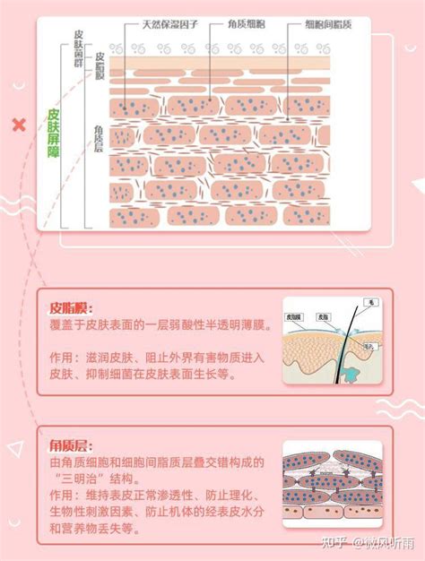 郑州美莱肌肤屏障和护肤有什么关系 知乎