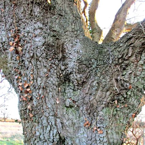 How To Make A Tree Bark Rubbing Craft Invaders