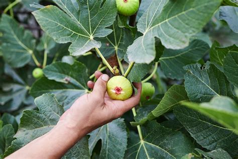 Fig Description History Cultivation Types Britannica 49 Off