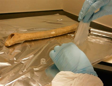 Oldest Human Dna Ever Found In The Uk Reveals Two Distinct Populations