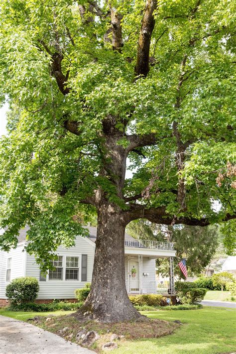 Sweet Gum Tree
