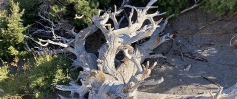 Speed Up Your Code With Promise All Dev Community