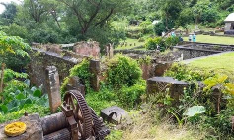 Bois Cotlette Plantation Dom767