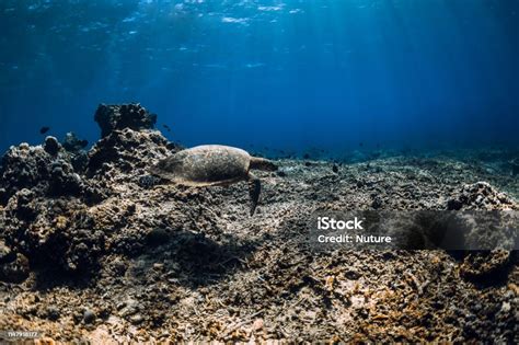 산호와 아름 다운 자연 바다 배경 위에 떠 있는 바다 거북 녹색 바다 거북 근접 촬영 0명에 대한 스톡 사진 및 기타 이미지 0명 거북이 길리 제도 Istock
