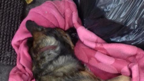 Петиция · Убийство домашней собаки Россия ·