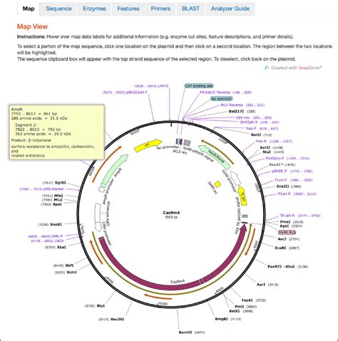 Improved Plasmid Maps Powered By Snapgene