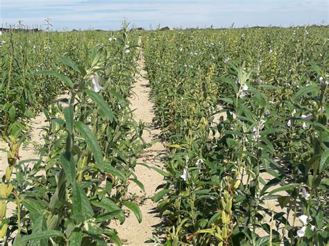 참깨 생산검은깨 검정깨 흑임자백깨 에스지상사주