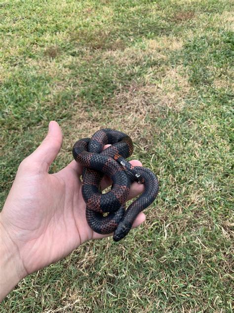 Albino Pied Reticulated Python By Bob Clark Rsnakes