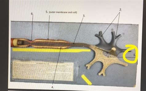 Neuron Spinal Cord Anatomy Flashcards Quizlet