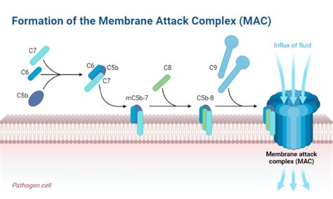 Formation Of The Membrane Attack Complex Biorender Science Templates