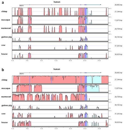 conservation of dna sequence conservation between mammalian argfx