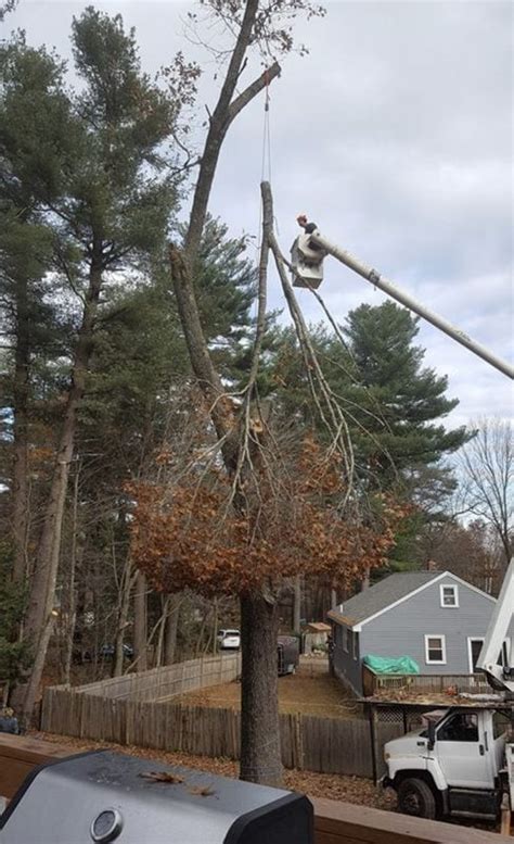Tree Removal NH Tree Service Near Me AAI Tree NH