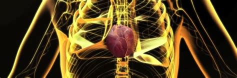 The Spanish Research Network For Cardiac Computational Modelling V Heart Sn Kicks Off Bsc Cns