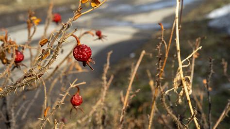 봄에 작년 가지에 말린 빨간 로즈힙 과일 허브 차 비타민 C 건강한 식물 재배 면역 유지의 개념 0명에 대한 스톡 사진 및 기타