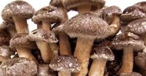 Гъба Шийтаке на капсули таблетки Супер цена на топ цена