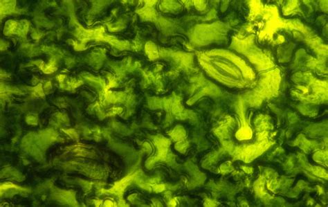 Inspire Blog Why Does Leaf Temperature Matter In A Commercial Grow Room