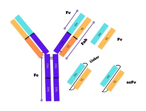 cloning of single chain fv fragments scfv s