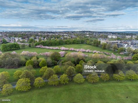 영국 노스요크셔 주 해러게이트에 있는 길 잃은 도시 공원에 있는 나무에 봄꽃이 피는 분홍색 꽃의 공중 보기 클래스 A1 무인 항공기로 촬영 하늘에 대한 스톡 사진 및 기타