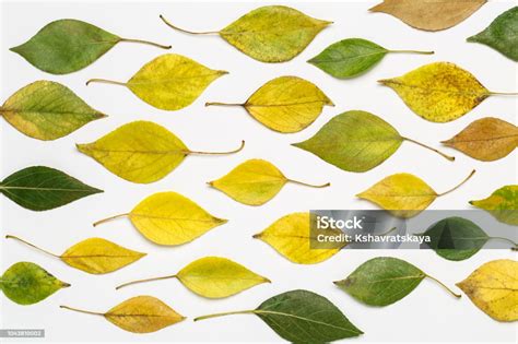 가 단풍에 고립 된 흰색 배경 가 단풍 배경 가 구성입니다 가 만든 프레임에 화이트 나뭇잎 0명에 대한 스톡 사진 및 기타