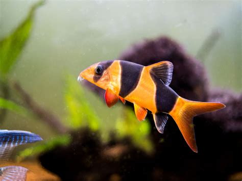 Clown Loach The Complete Care And Breeding Guide
