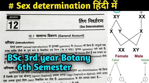 Sex Determination In Hindi Sex Determination In Drosophila Bsc 3rd Year Botany 6th
