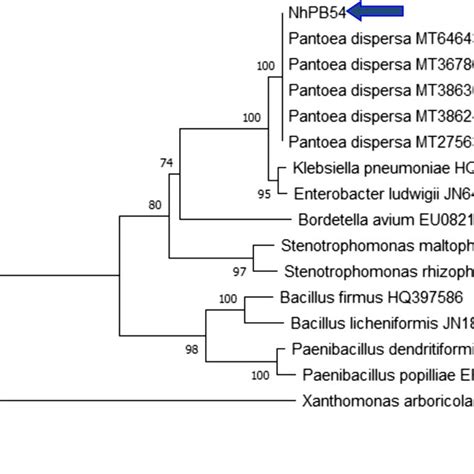 phylogenetic analysis of 16s rdna sequences of nhpb54 along with
