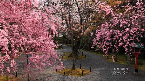京都の桜 おすすめの穴場撮影スポット北区編③正伝寺・常照寺・大宮交通公園 苺の一枝＜ichigo Ichie＞