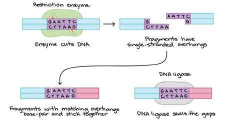 Dna Linkers