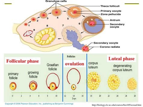 Follicular Development Sexual Reproduction In Human Hot Sex Picture Follicular Development Sexual Reproduction In Human Hot Sex Picture
