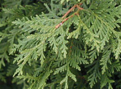 Купить Туя Вагнера в Минске и области (15км от МКАД) | zelenstroy.by