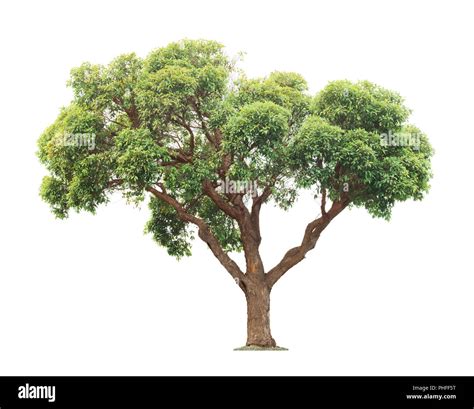 Green Yellow Tree Hi Res Stock Photography And Images Alamy