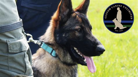 Explosives Detection For High Schools Custom Canine Unlimited