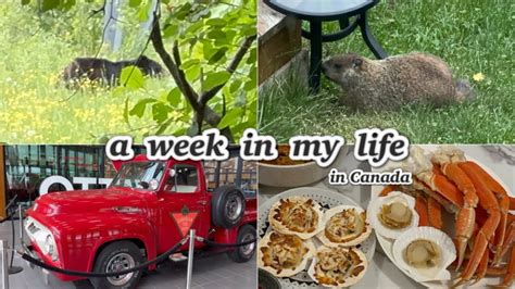 일상 Vlog 초대하지 않은 손님들 집밥 해먹기 Youtube