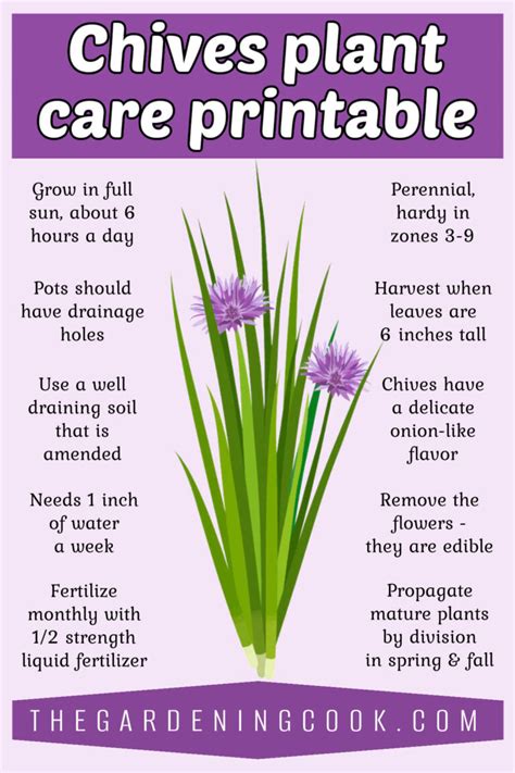 Growing Chives In Pots Easy Container Herb Gardening Tips