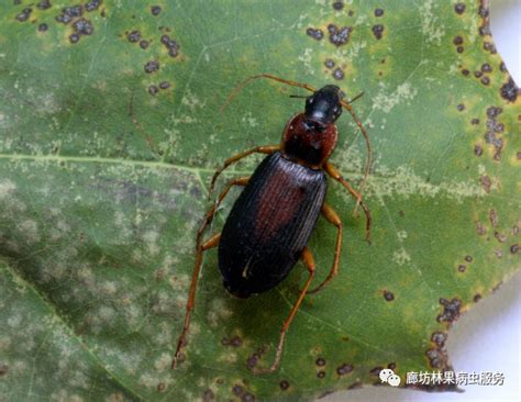 常见虎甲和步甲天敌种类 关注森林