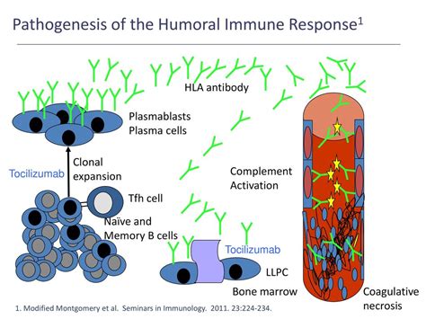 Tocilizumab Robert A Montgomery M D D Phil Professor Of Surgery