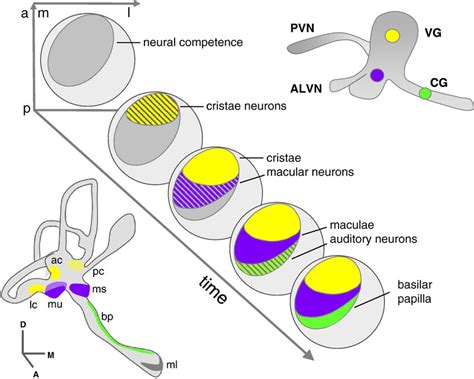 Model For Coordination Of Spatial And Temporal Cues During Fate