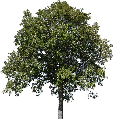 Free Tree No Background Tree Images Pixabay