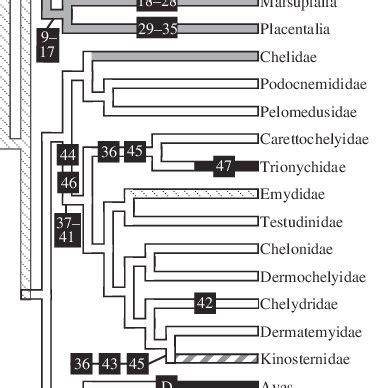 Most Parsimonious Optimization Of Sex Determining Mechanisms On A Download Scientific Diagram