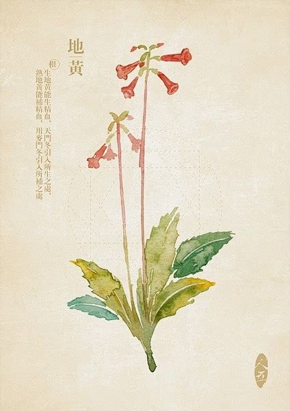 中草药绘本 地黄