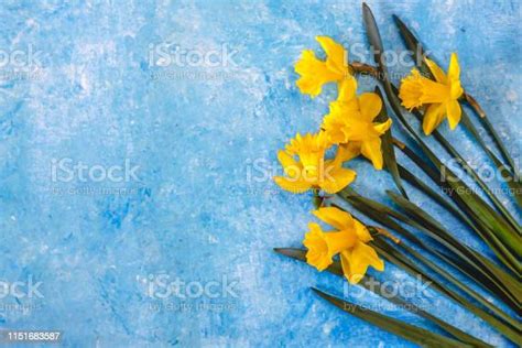 파란 대리석 배경에 수 선화 꽃 노란색 텍스트에 대 한 빈 공간이 있다 평평한 누워 위에서 보기 개념 0명에 대한 스톡 사진 및