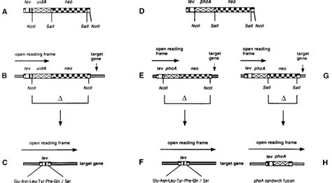 Structure And Use Of Tntin And Tntap Tev Represents Tev Protease Download Scientific Diagram